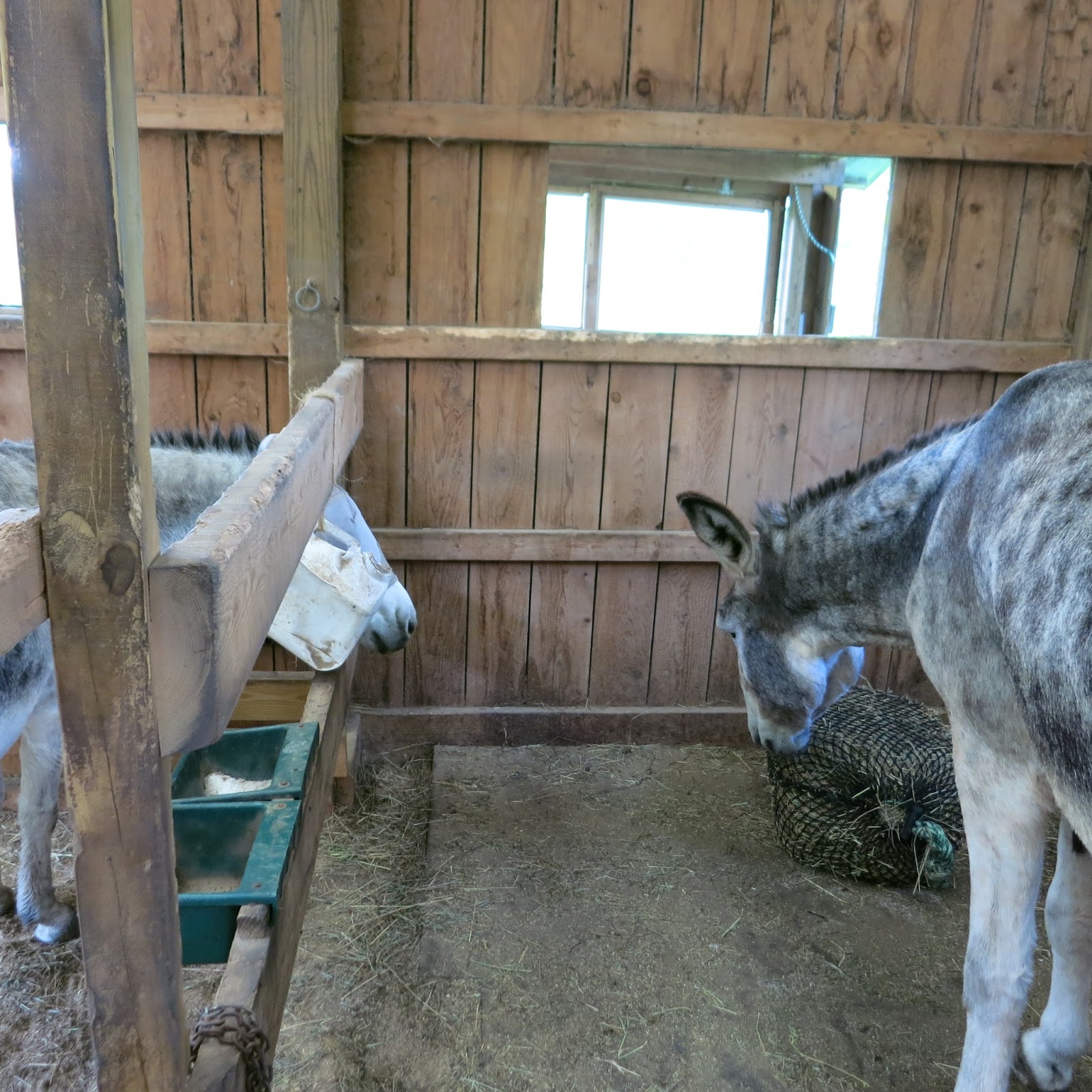 The Dancing Donkey: Stable Relations