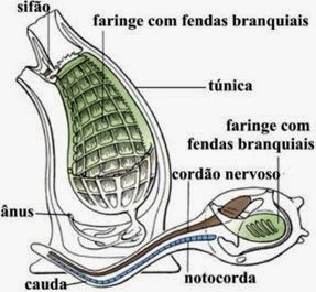 Biocomplejidad Trascendental: Los Cordados: Vertebrados