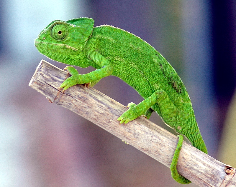Camaleónes: Definicion de Camaleón