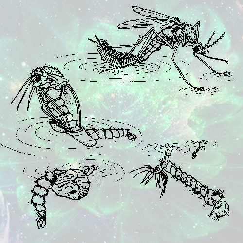 Insectos: Sistema reproductor y metamorfosis