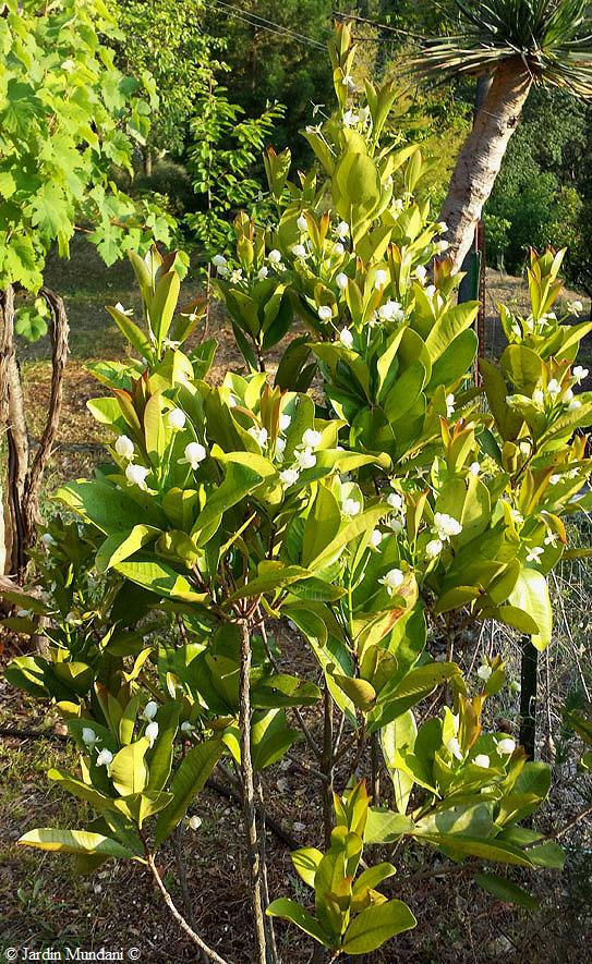 Sangrando en verde: Eugenia brasiliensis: Grumichama del Brasil
