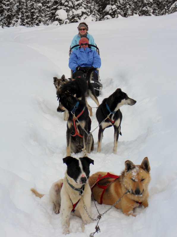 Sheryl's Great Adventure Year 2: Dog Mushing lessons