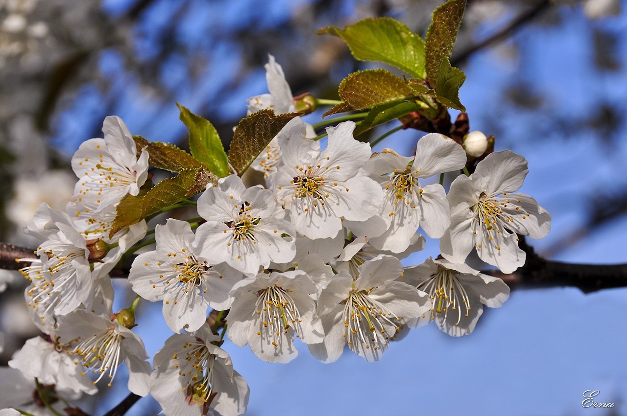 En cvet... en češnjev cvet