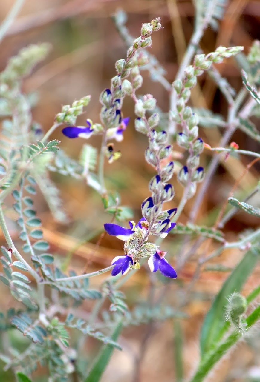 Your Daily Dose of Sabino Canyon: Peas are Fab(aceae)!