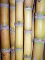 mbah bejo petani tebu bebas (TRB): Jenis tebu untuk konsumsi minuman segar