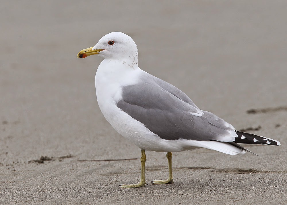 Richard Smith - Birdwatching Days Out: CALIFORNIA for GULLS, 14th ...