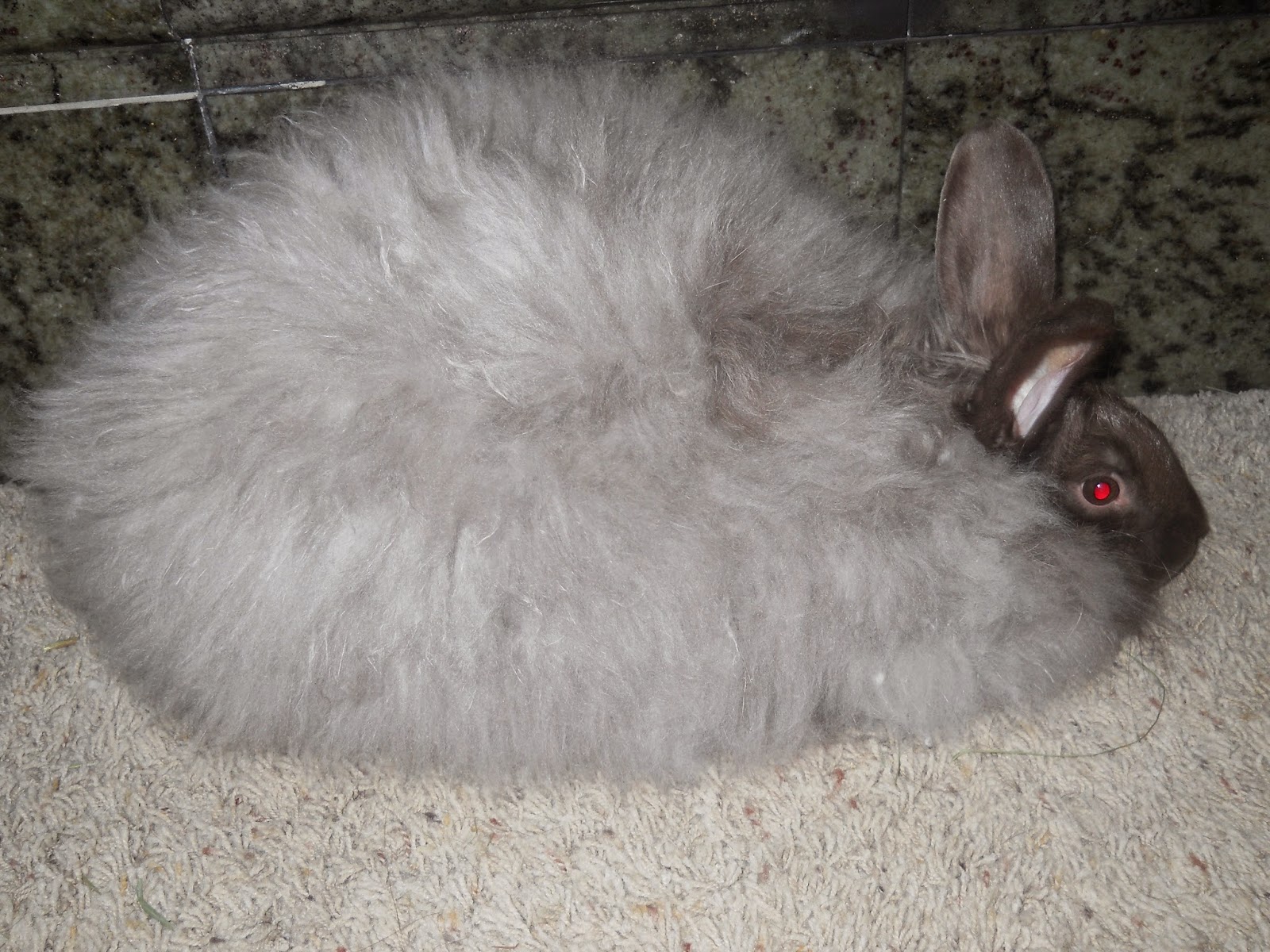 Black Diamond Rabbitry: Rabbit Color Genetics: The B Gene