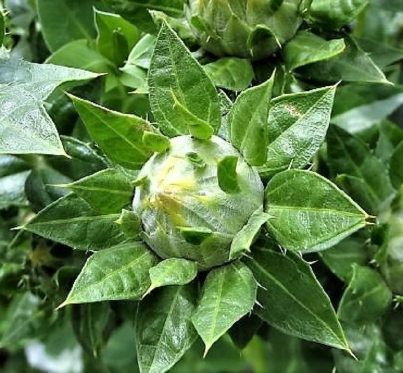 arbustosensevilla-encinarosa: Carthamus tinctorius – Cártamo - Alazor ...