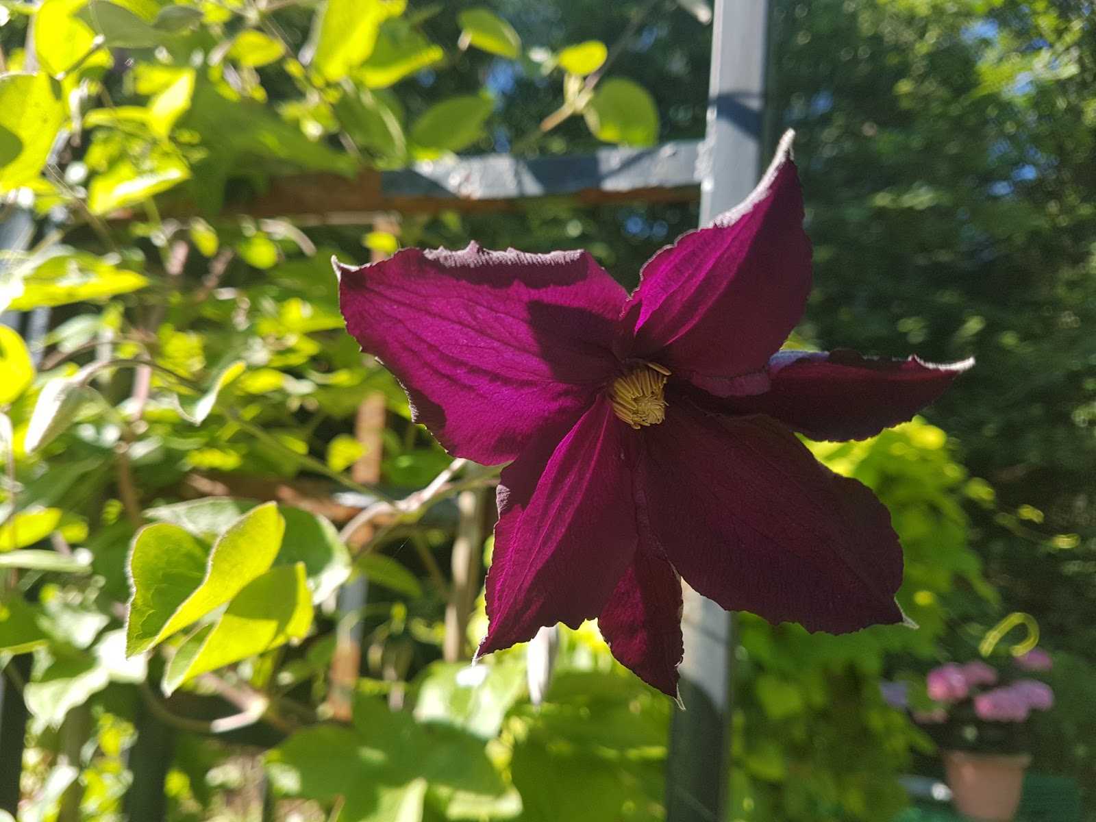 Marits hagedagbok: Dagliljer, roser og clematis...