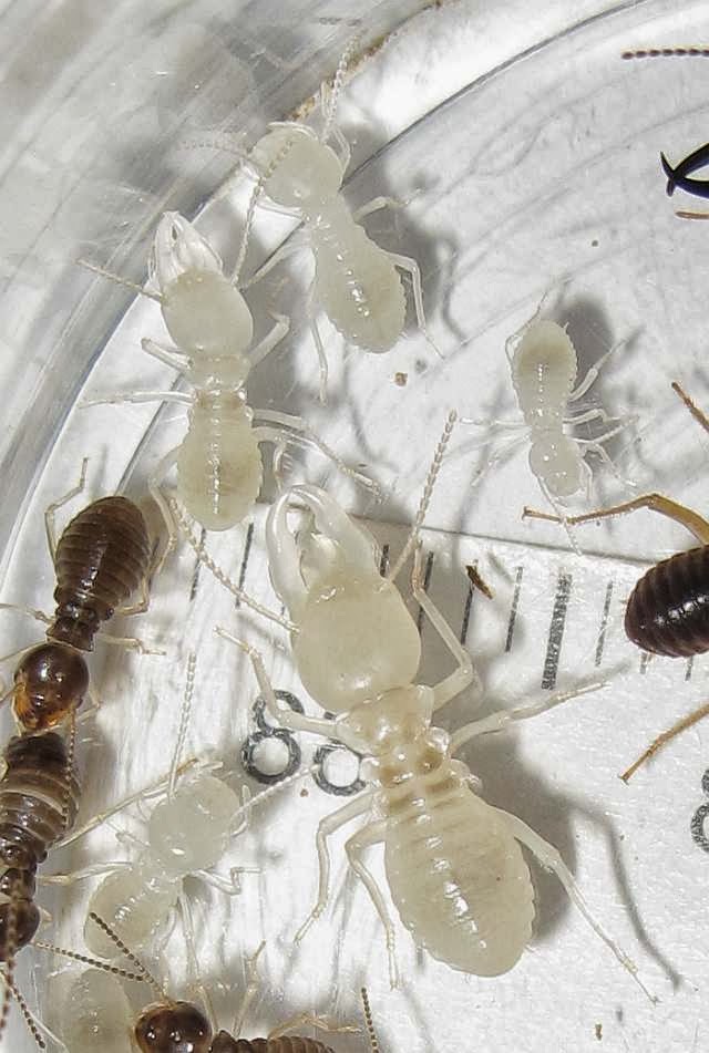 Photos and Info on Ants and Termites of Malaysia: Of Nymphs, Naked ...