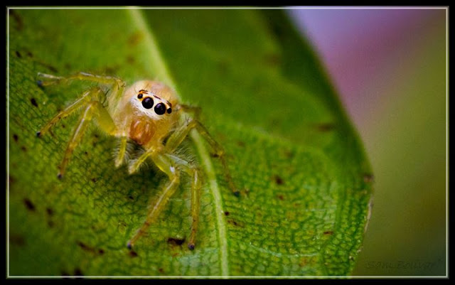 Insects Macro Photography: Tips and Tutorials