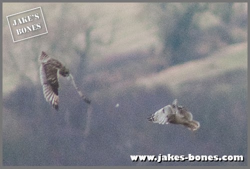 The amazing owl fight in photos : Jake's Bones