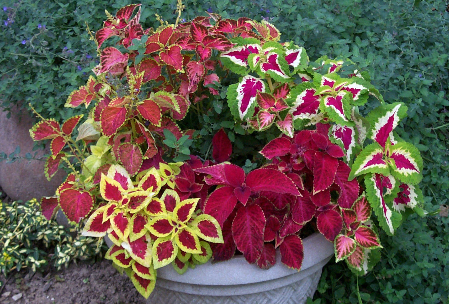 Coleus Arco-Íris Sortido