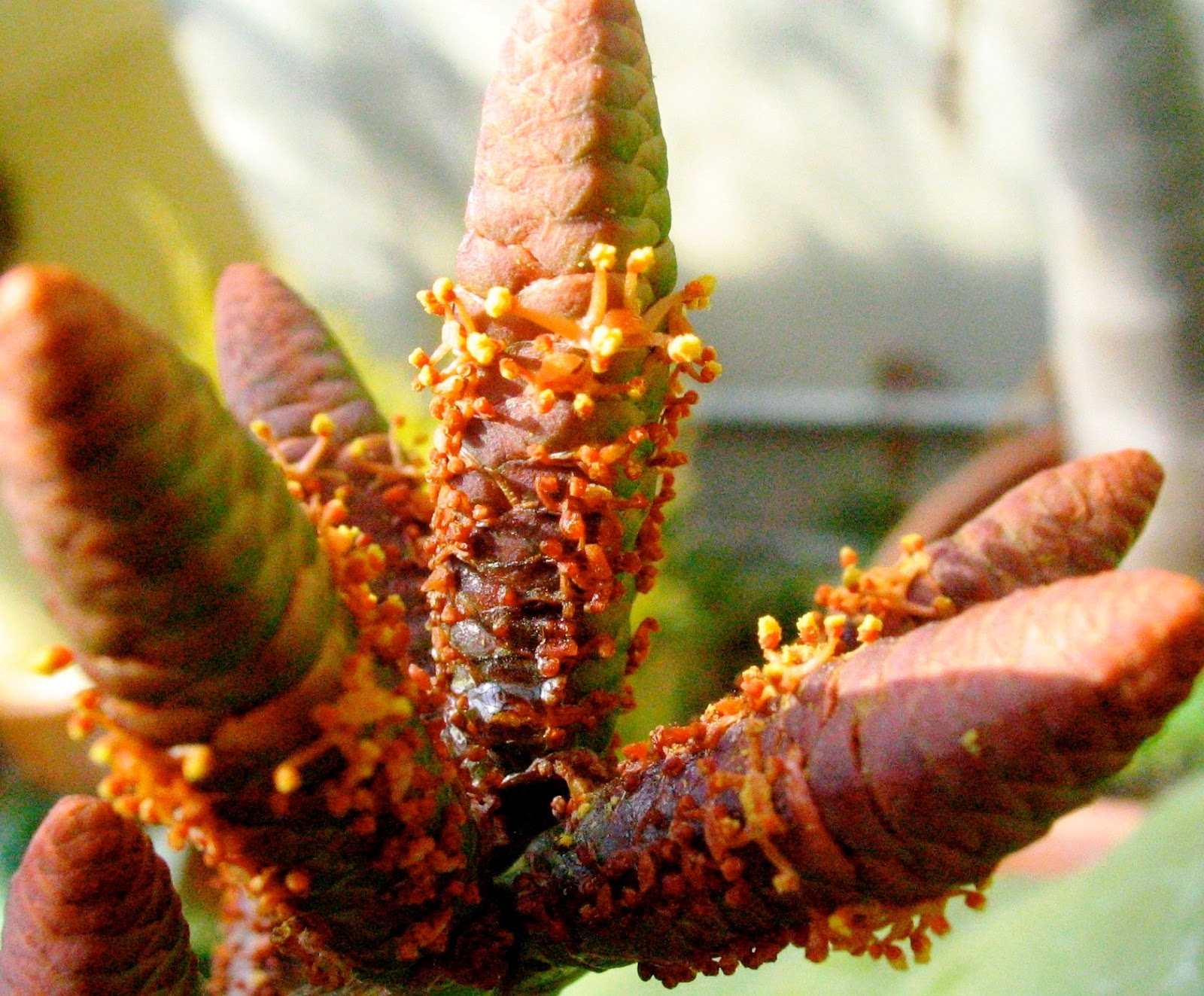 National Flower of Angola