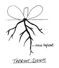 My Broken Garden: Types of Root System
