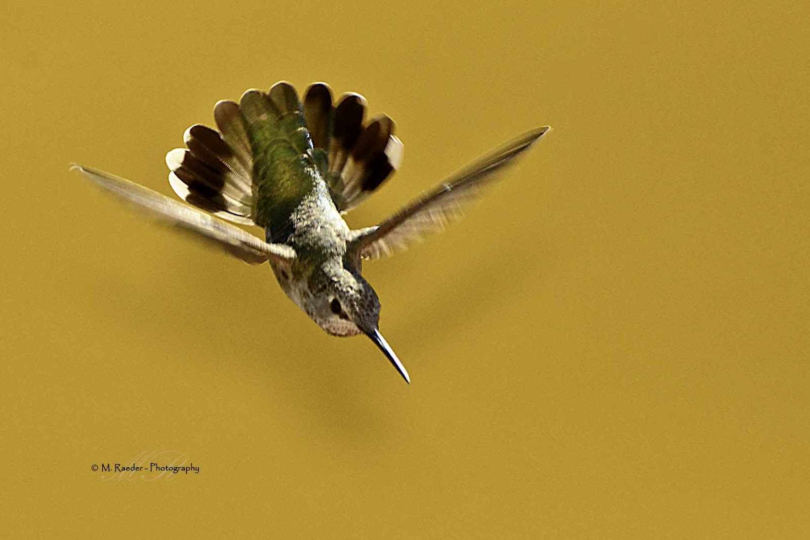 M. Raeder - Photography: Gallery: Wildlife & Nature