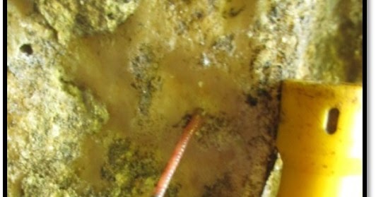 Pacet (Haemadipsa sp) - LIFE IS A GIFT