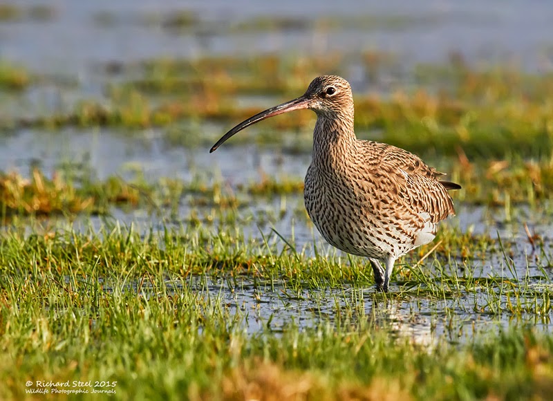 Wildlife Photographic Journals: Call of the Curlew