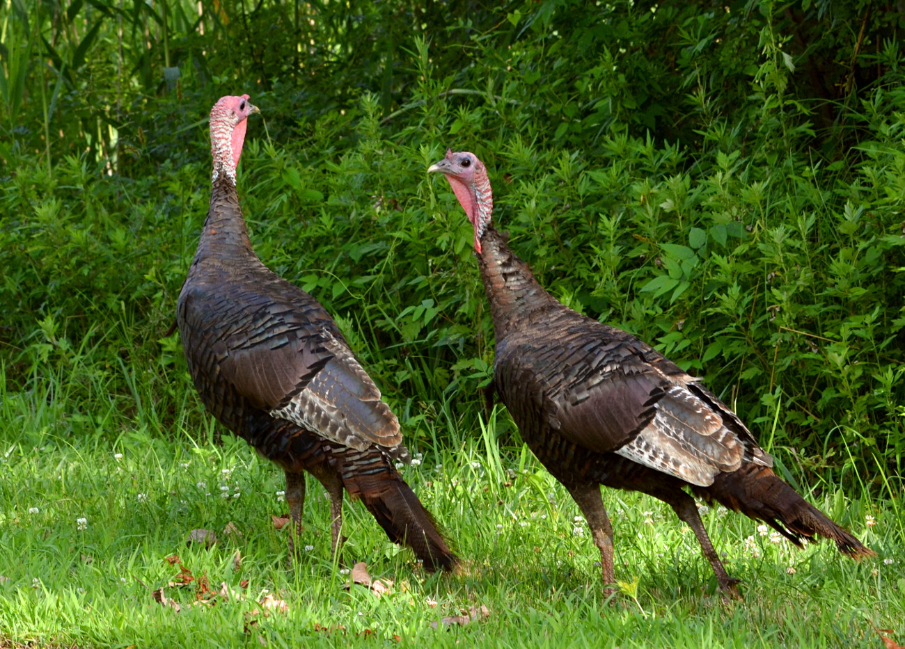 Woods Walks and Wildlife: July 2014