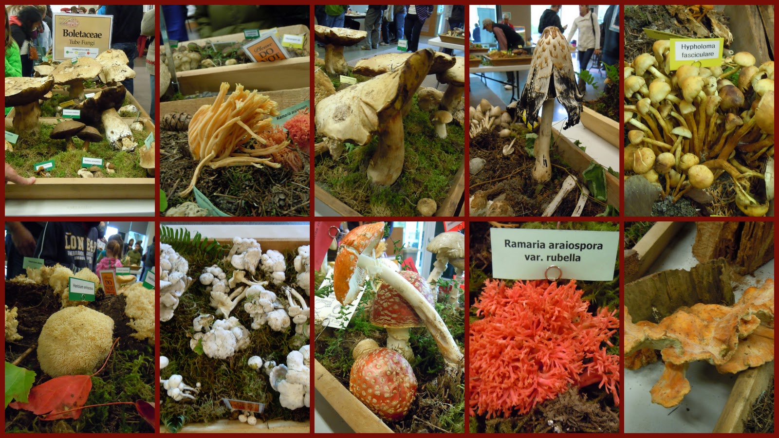 The Oregon Trail: Wild Mushroom Show