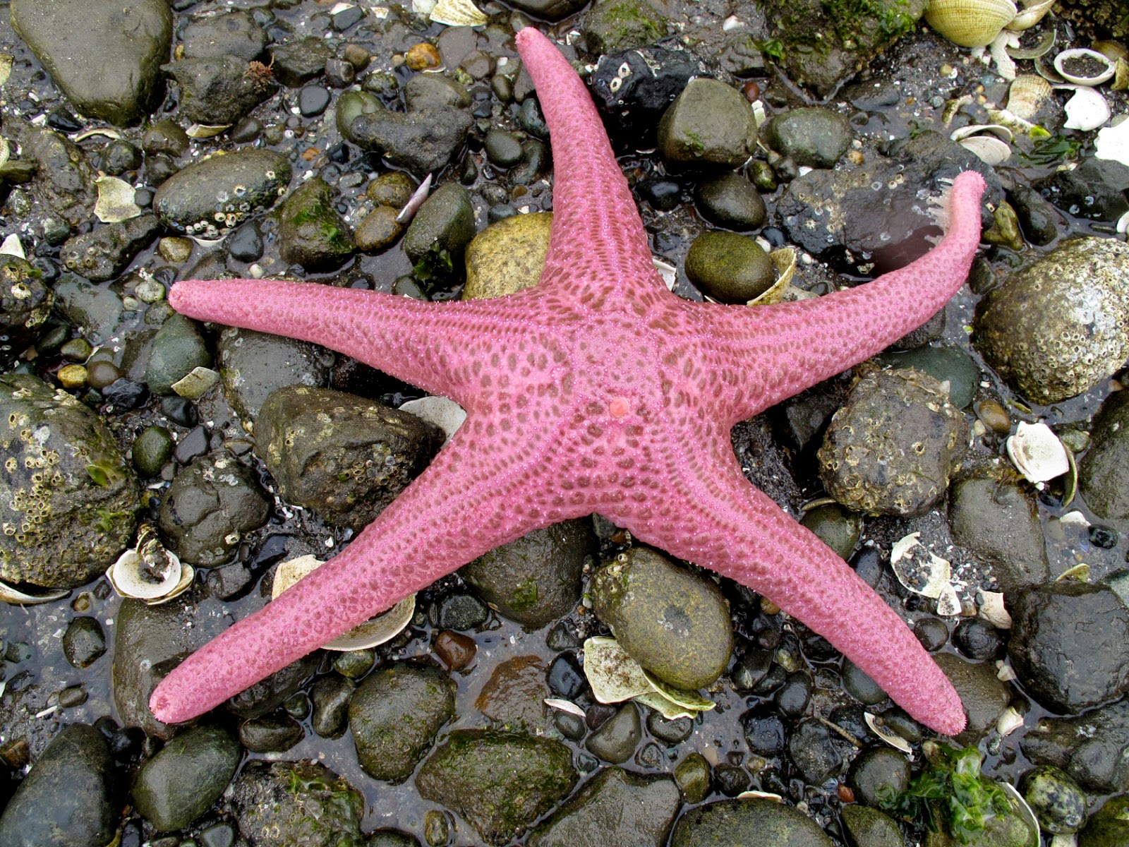 Lacquer Slacker Liz: SV by Sparkly Vernis Pink Starfish