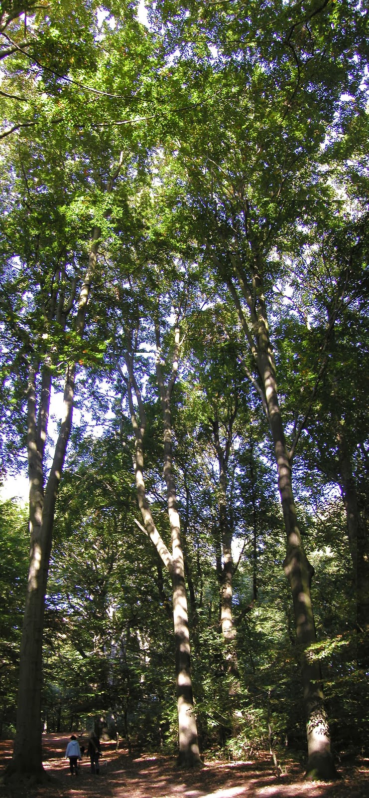 Giant Trees From Around The World