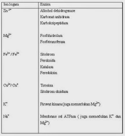 Struktur Fungsi dan Klasifikasi Enzim