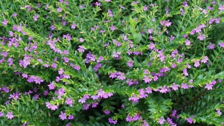 Taiwan beauty dan Fungsinya