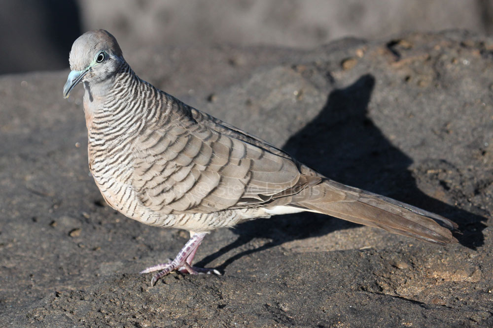Greenham Birding: Urban Birds of Maui