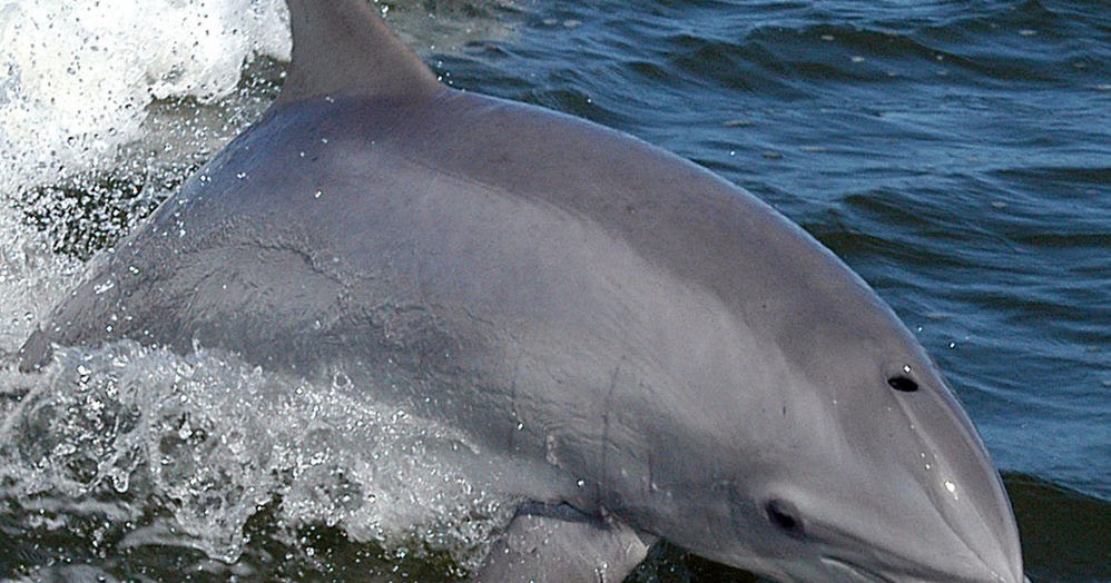 The Big Wobble : Authorities at a loss as to to why 80 gray dolphins ...