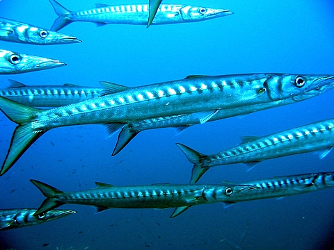 The Barracuda