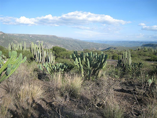 JACALA DE LEDEZMA: FLORA Y FAUNA