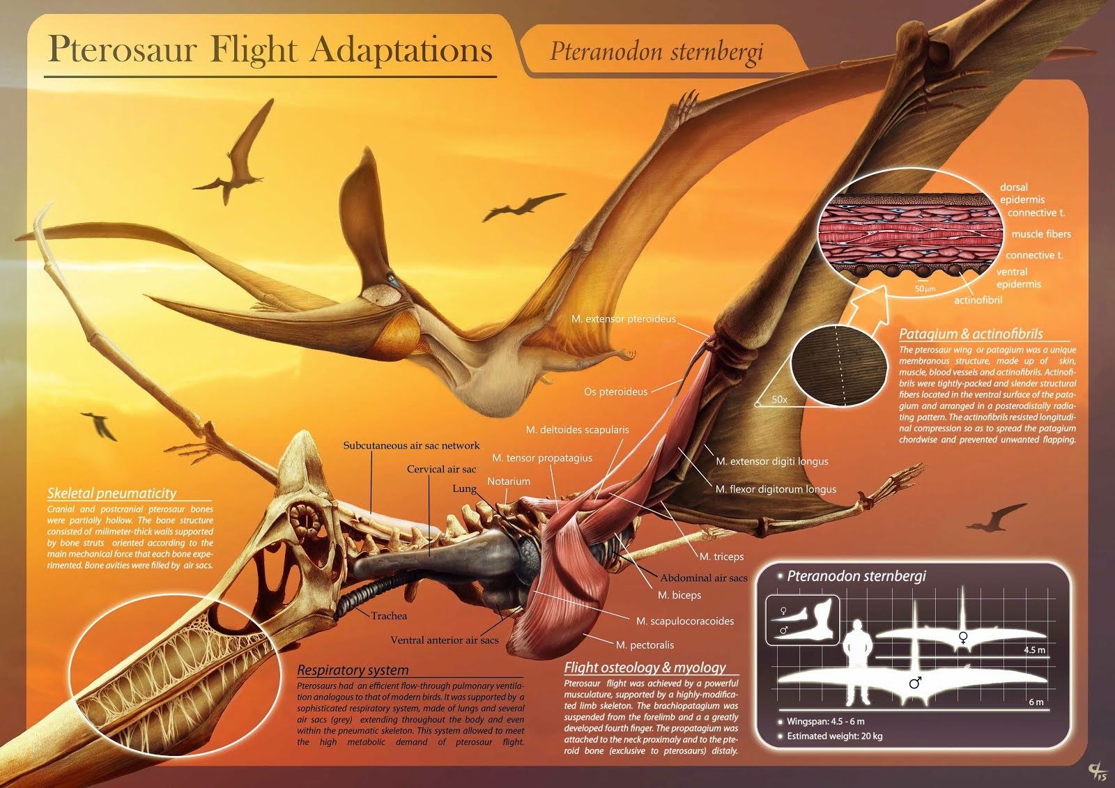 Pterosaur Flight Adaptations - Pteranodon sternbergi - Hugo Salais López