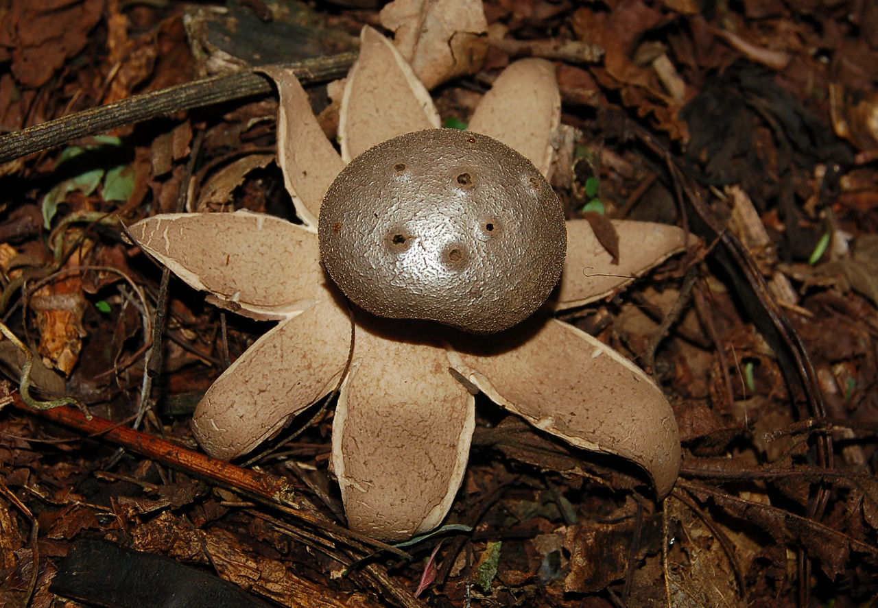 Real Monstrosities: Earthstar