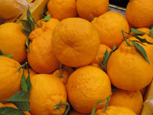 Hallabong Mandarin Oranges | Korea Guide