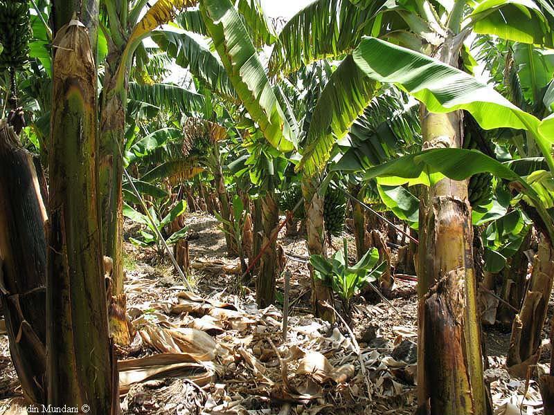 Todo sobre la Platanera en Canarias | AGAMC