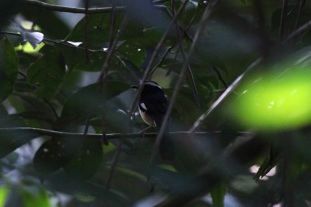 Copsychus Luzoniensis | Novita Bird Farm