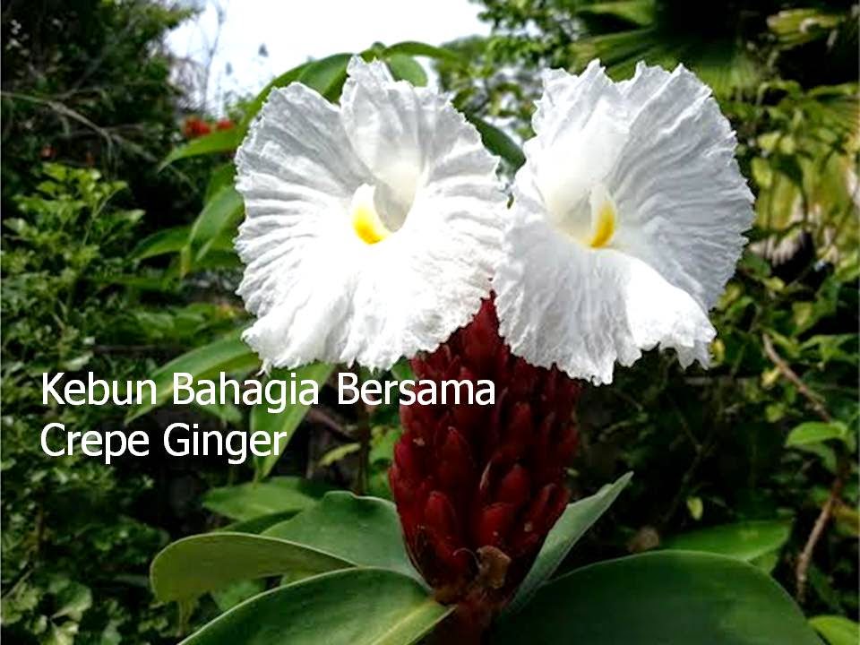 Kebun Bahagia Bersama: Setawar Putih