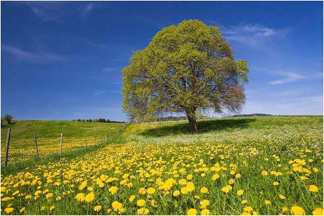 Léto z pohledu makrobiotiky