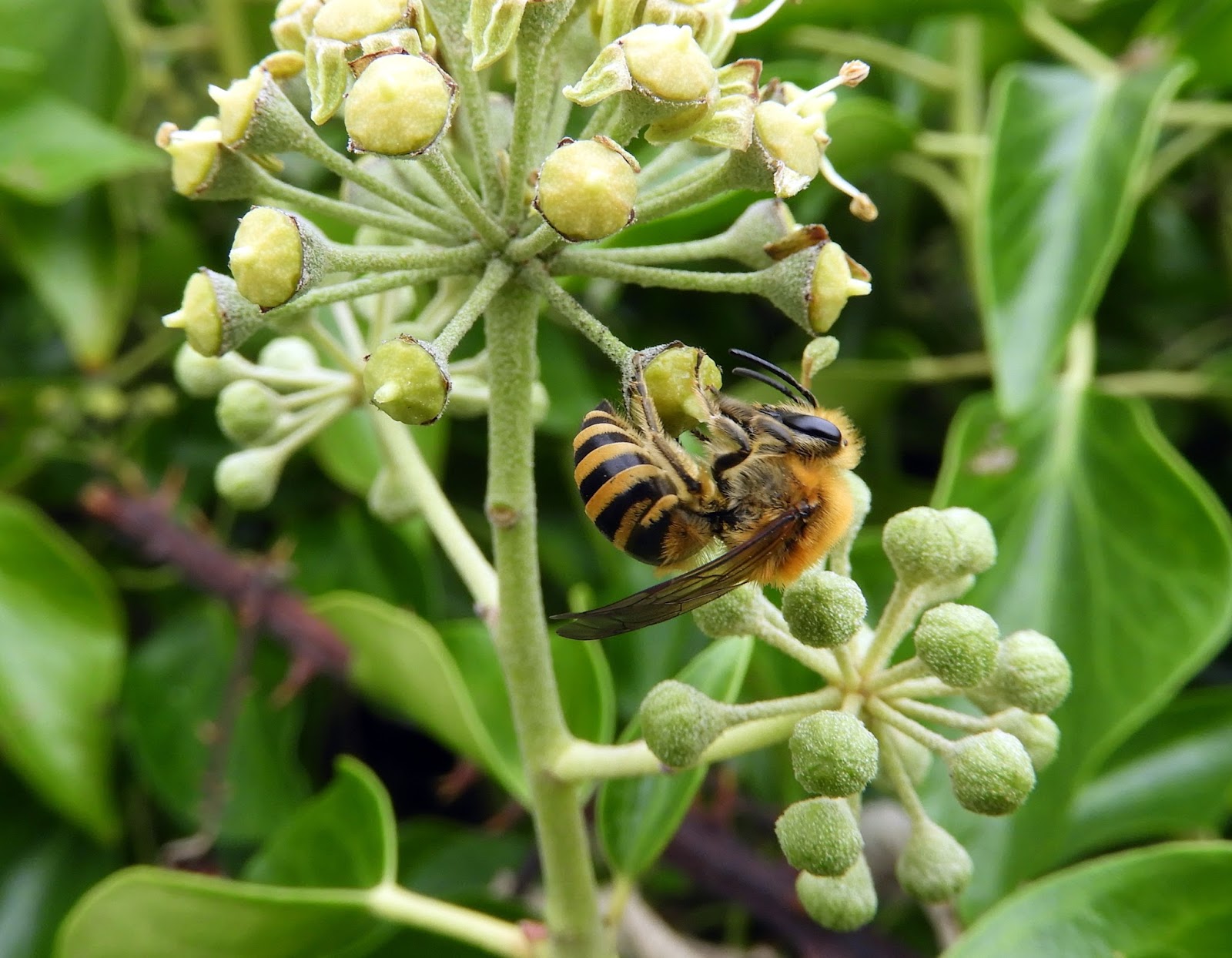 birdingexmouth: Ivy Bee and Today's Birds
