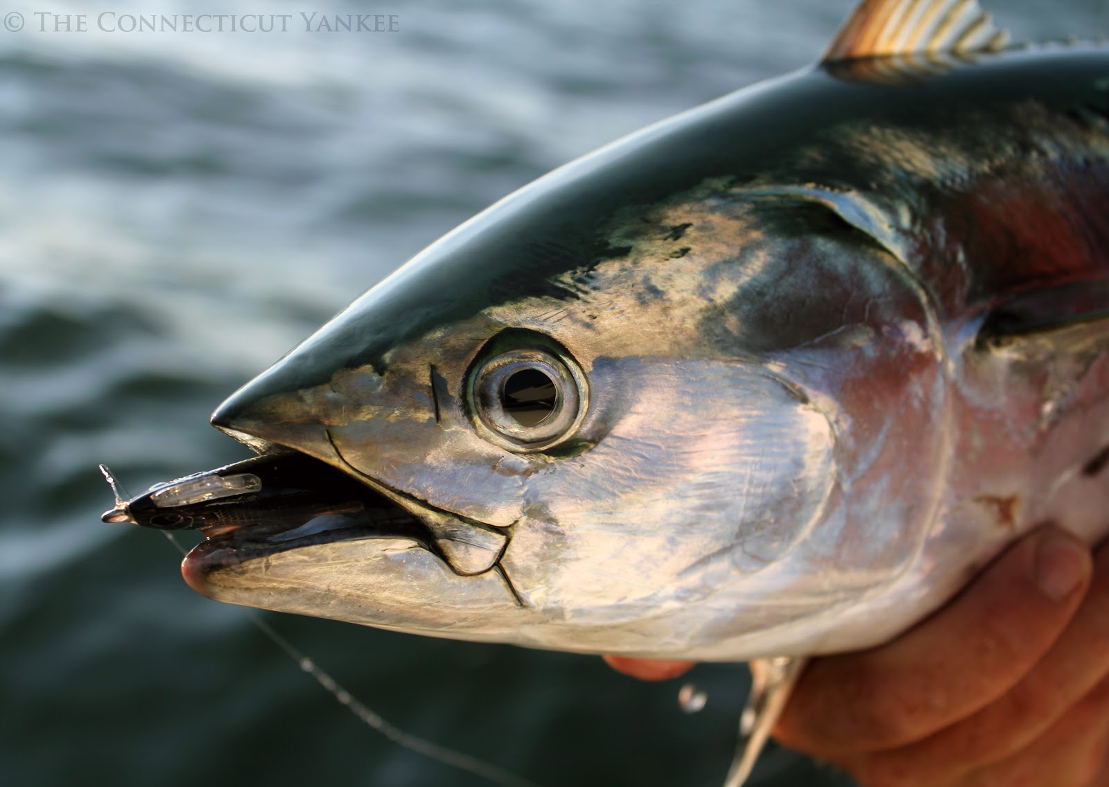 The Connecticut Yankee: Little Tunny