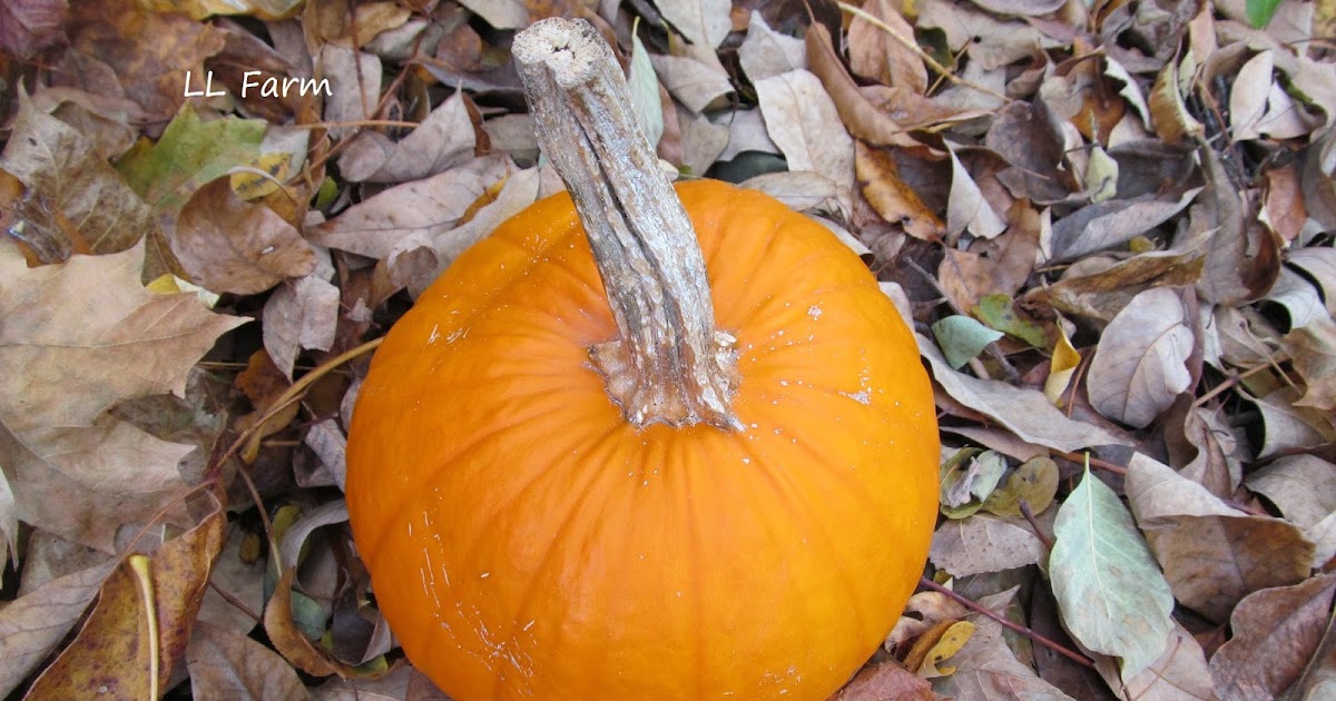 LL Farm: One Pumpkin, Four Uses