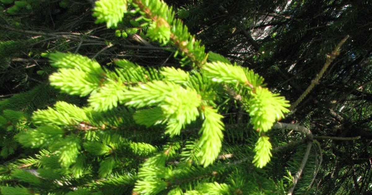 AR Looming: Kuusevõrsed