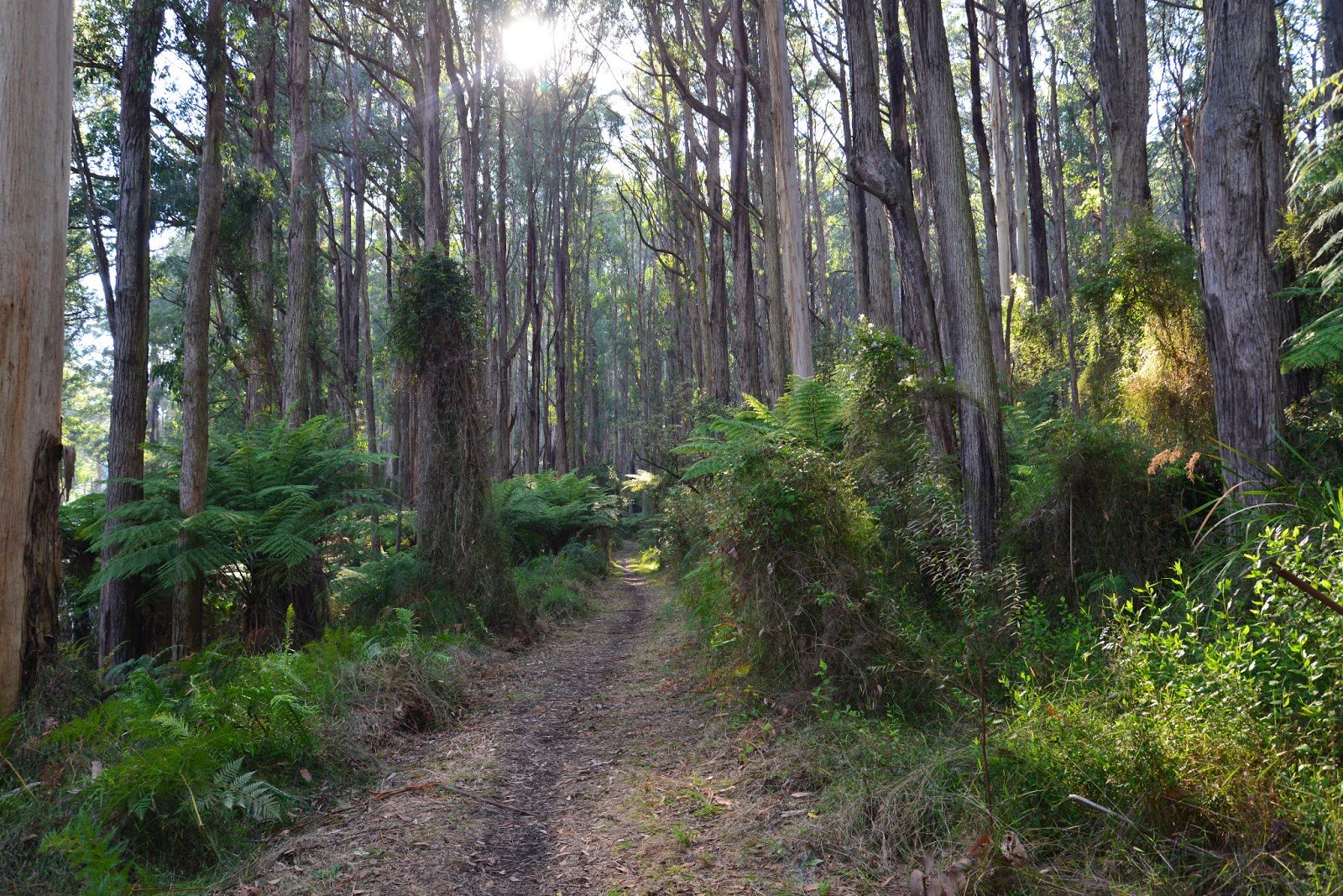 walkabouters club of victoria inc: Sherbrooke Forest, Dandenong Ranges ...