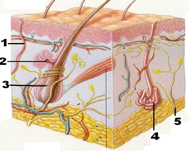 SOAL PENCERNAAN-RESPIRASI-EKSKRESI - Biology Page