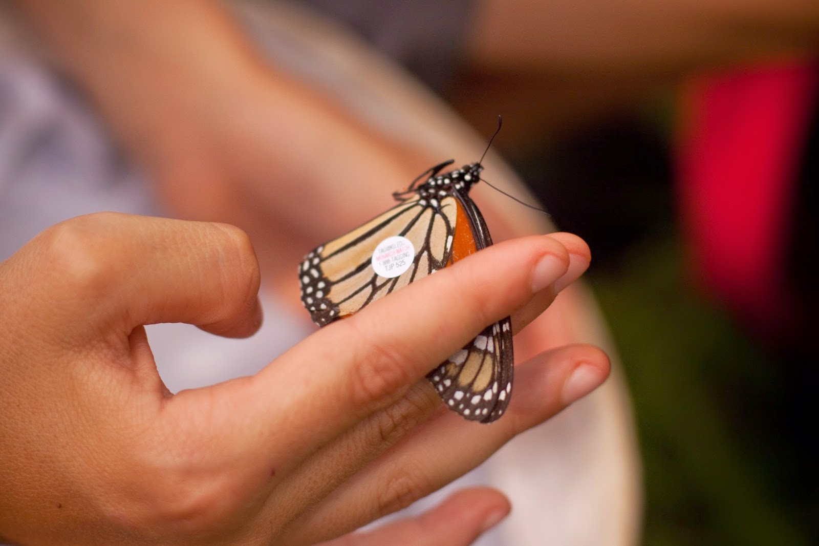 Chronicles of Creation: HOW TO HOLD A MONARCH BUTTERFLY
