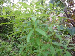 ALENTEJO-TERRA E GENTE: DOCE-LIMA ---- MAIS CONHECIDA, POR ERVA -LUISA