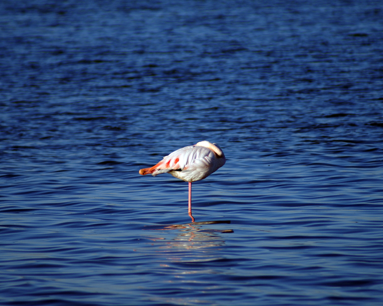 The Natural Beauty of Sea Birds | Education Images