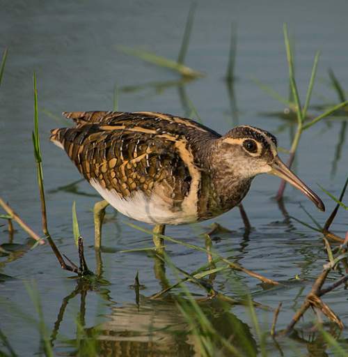 Greater painted-snipe | Birds of India | Bird World