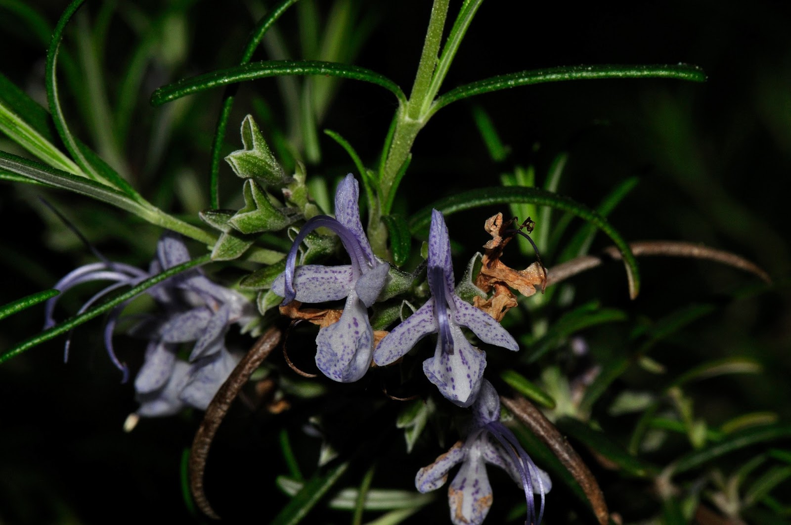 Desde Alájar: Romero